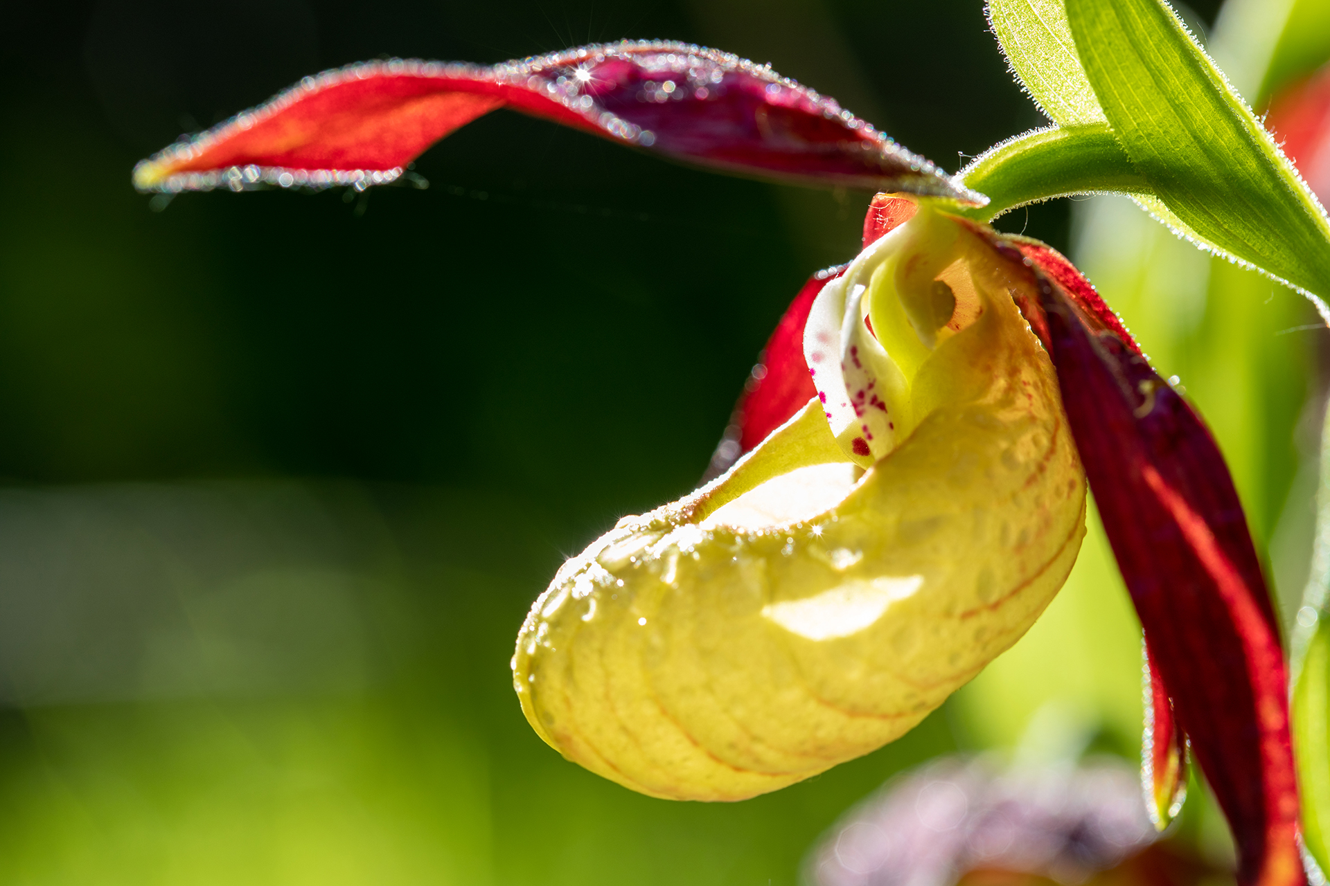Sabot de Vénus | Michel Foriel - Photographies